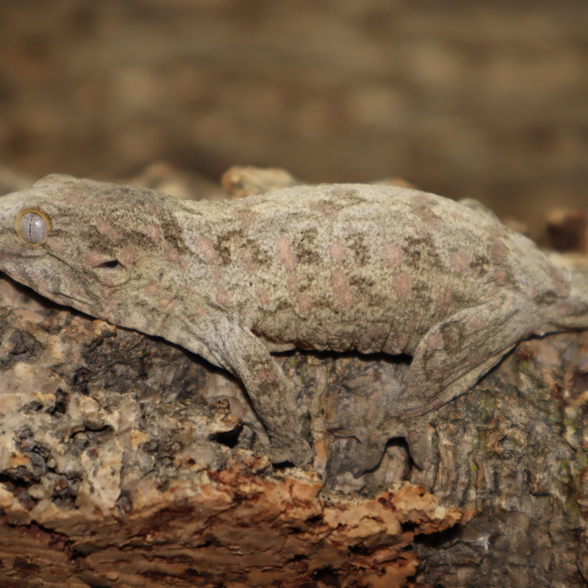 Leachie (Rhacodactylus Leachianus) – BB's Crested Gecko's