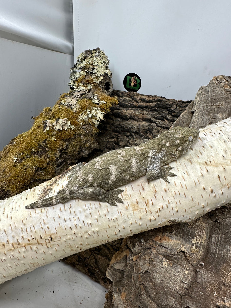 Leachie (Rhacodactylus Leachianus) – BB's Crested Gecko's