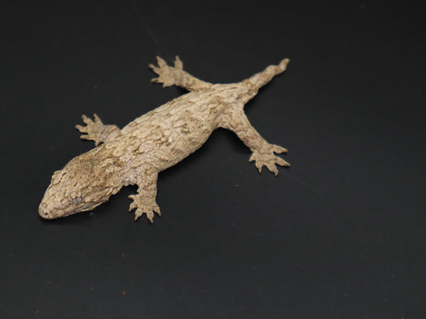 Leachie (Rhacodactylus Leachianus) – BB's Crested Gecko's