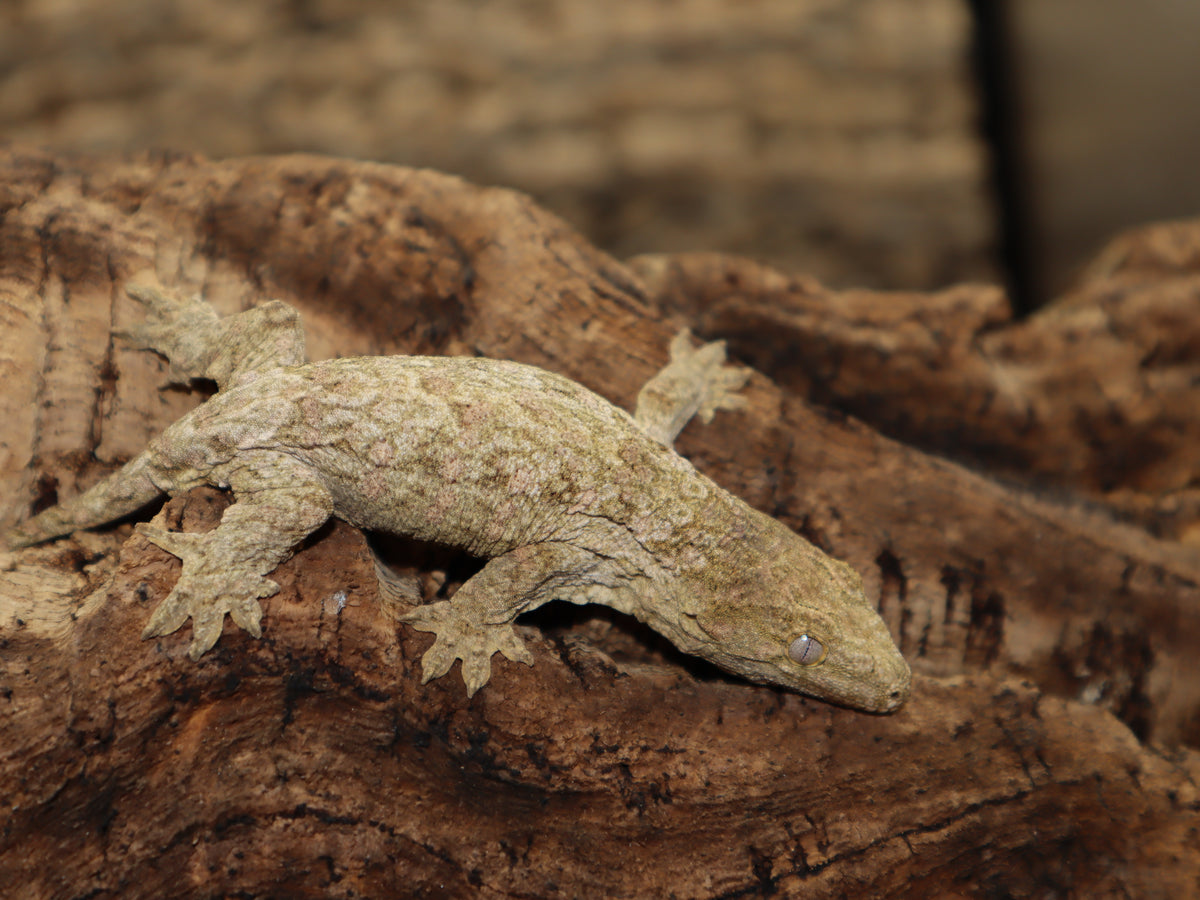 Leachie (Rhacodactylus Leachianus) – Page 2 – BB's Crested Gecko's