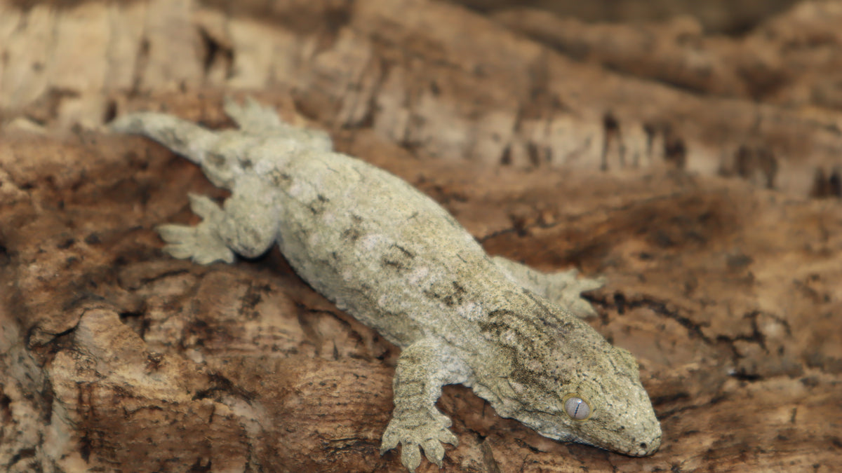 Leachie (Rhacodactylus Leachianus) – BB's Crested Gecko's