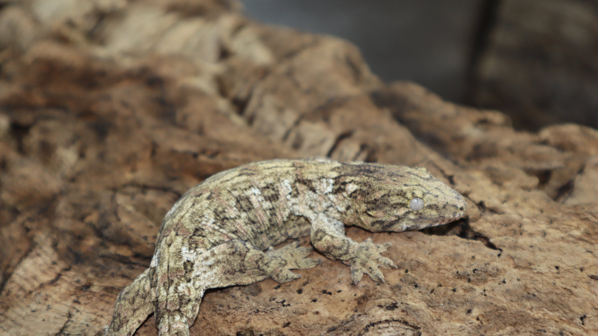 Leachie (Rhacodactylus Leachianus) – BB's Crested Gecko's