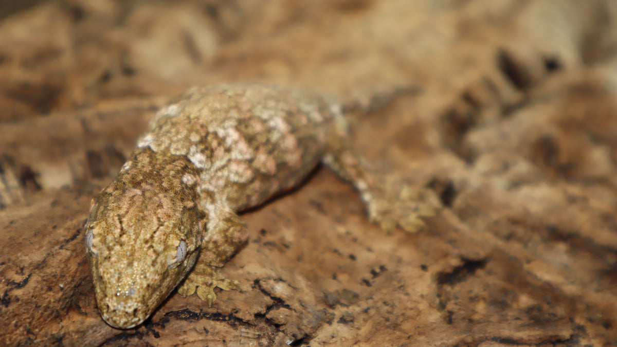Leachie (Rhacodactylus Leachianus) – BB's Crested Gecko's