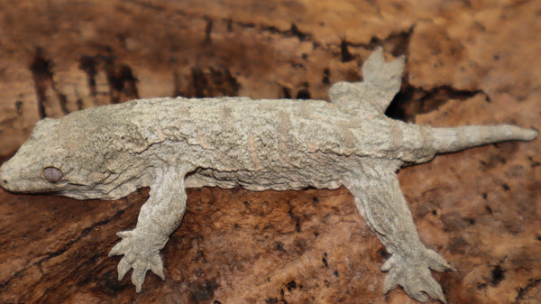 Leachie (Rhacodactylus Leachianus) – BB's Crested Gecko's