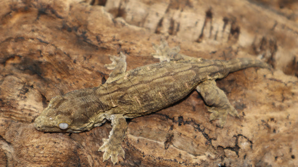 Leachie (Rhacodactylus Leachianus) – BB's Crested Gecko's