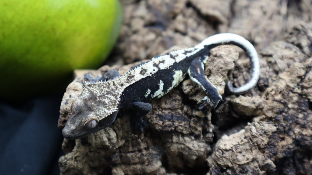 Lily White Het Axanthic Male Crested Gecko HLWAX03 (AE line) – BB's ...