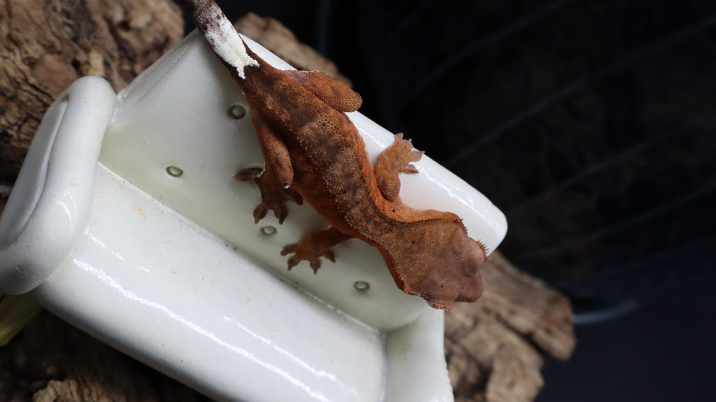 Orange Phantom Female Cap Crested Gecko CAP18 – BB's Crested Gecko's