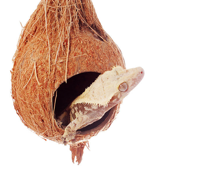 3 pack of Hanging Coconut Reptile Hide – BB's Crested Gecko's
